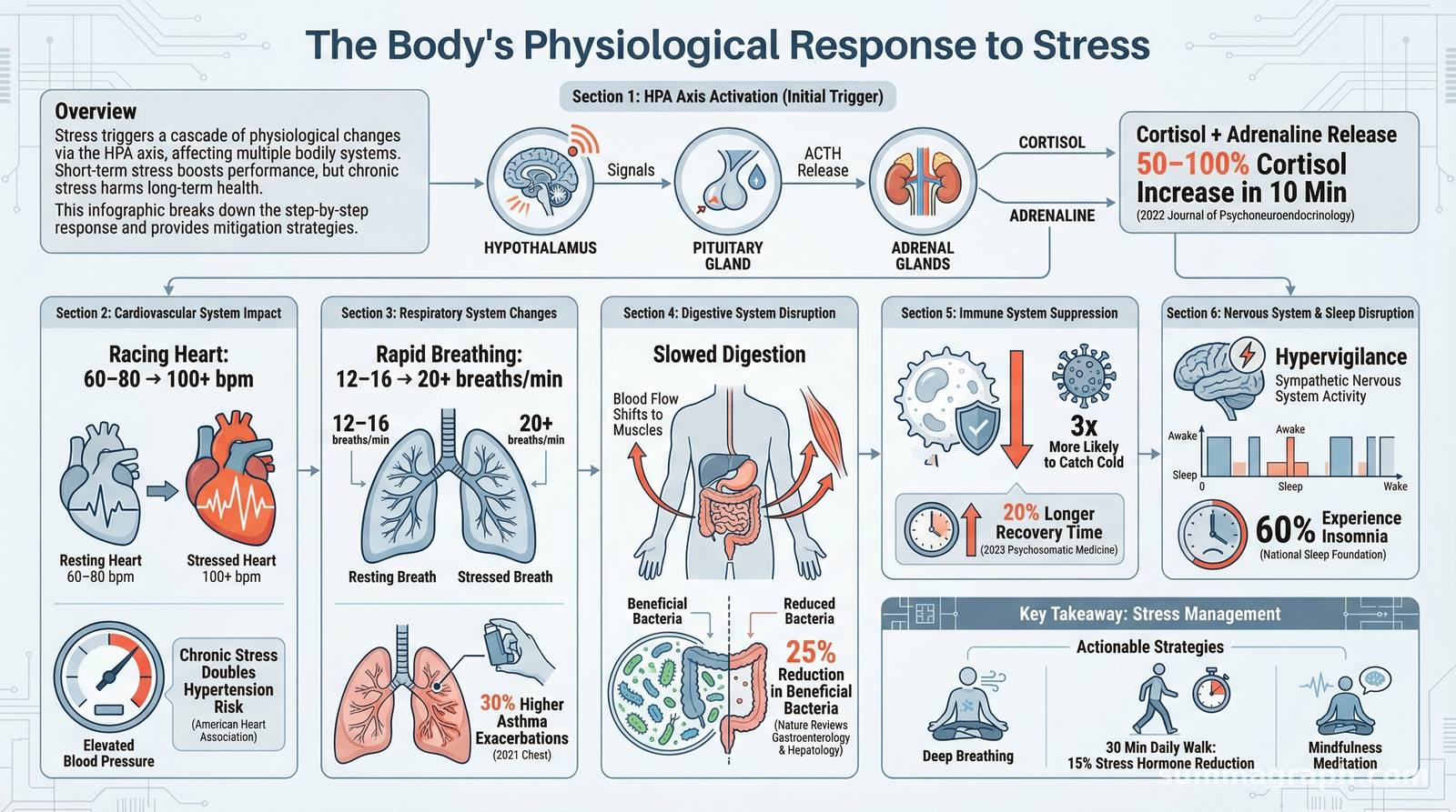 The Body’s Physiological Response to Stress: A Step-by-Step Breakdown ...